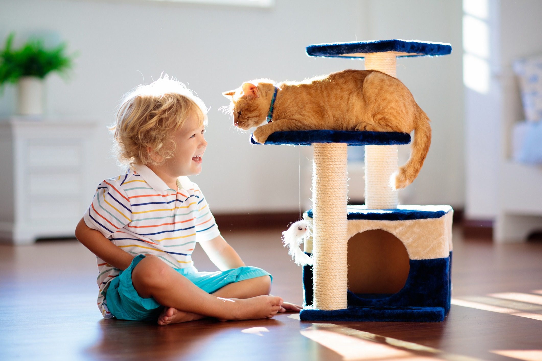 Bringing Home a Kitty? 14 Expert Tips to Prepare Your Home - Catbuddy