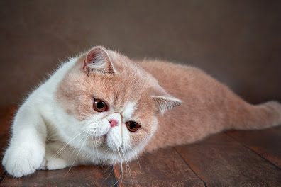 What are the most popular cat breeds? - Catbuddy