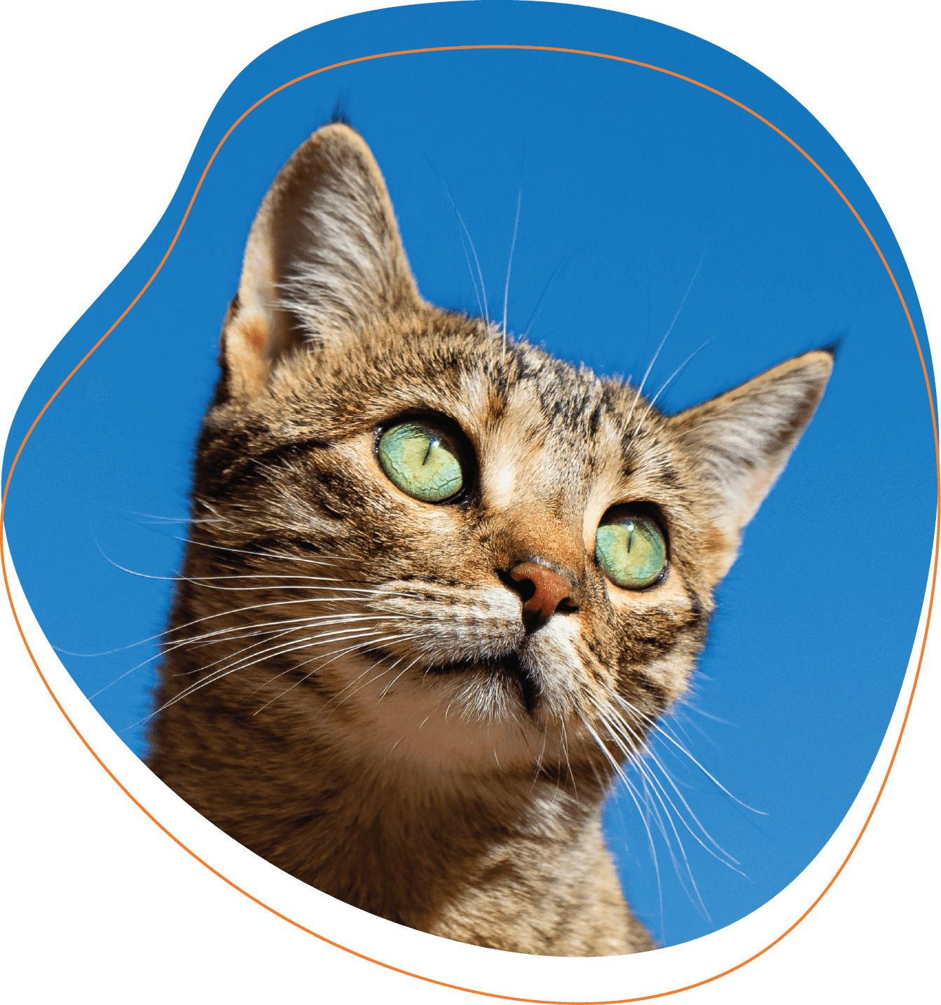 Who We Are - Catbuddy