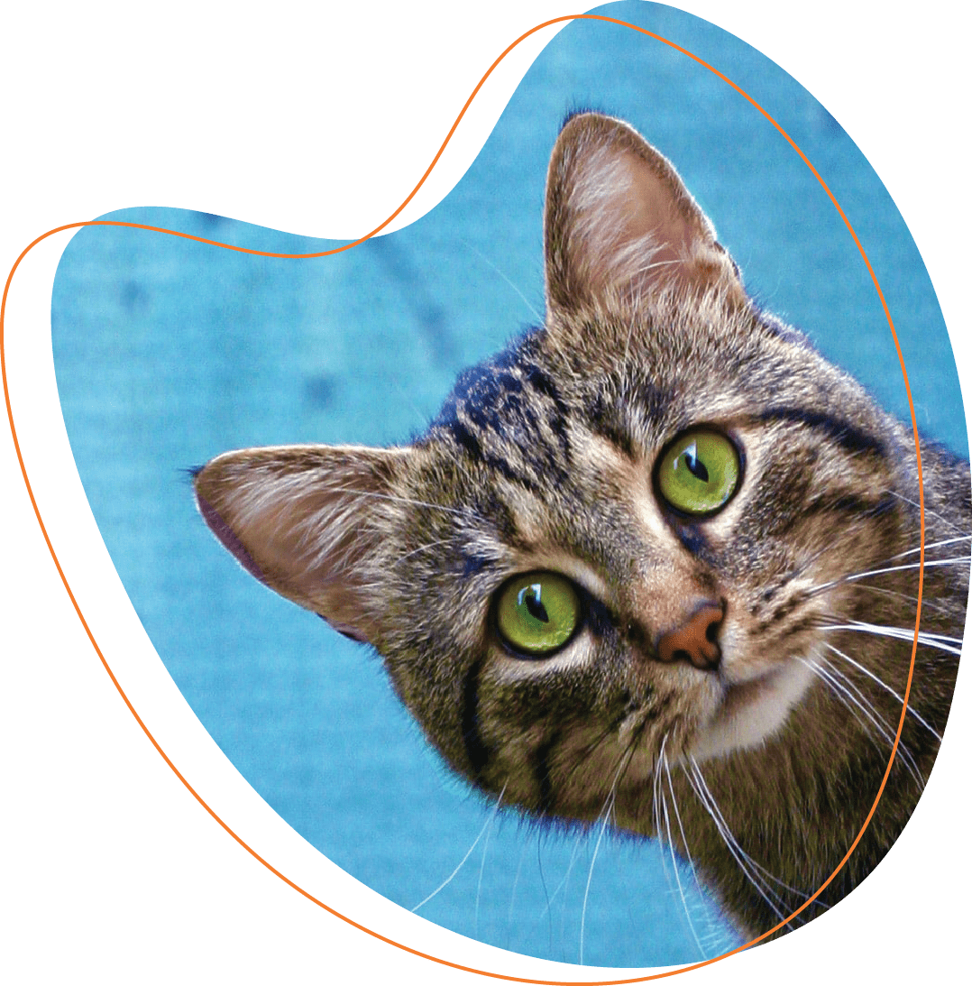 Catbuddy | Cat Sitters, Cat Lovers!